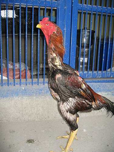 Hobi Ayam Tangkas: mengenal ayam shamo taiwan ayam adu kelas berat super