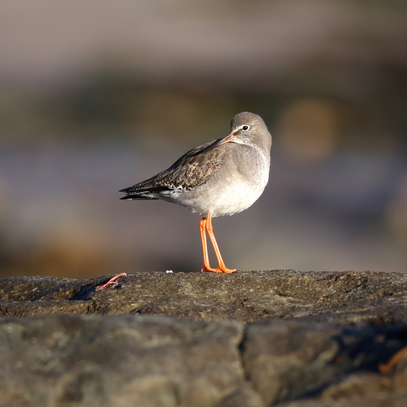 TrogTrogBlog: Bird of the week - Redshank