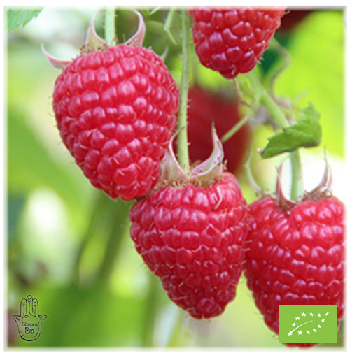 BioVegetalis: ACEITE VIRGEN DE SEMILLAS DE FRAMBUESA CERTIFICADO ECOLÓGICO