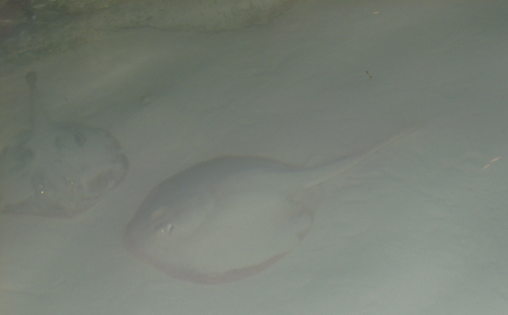 Behind the Glass: Touch Pool Transformation