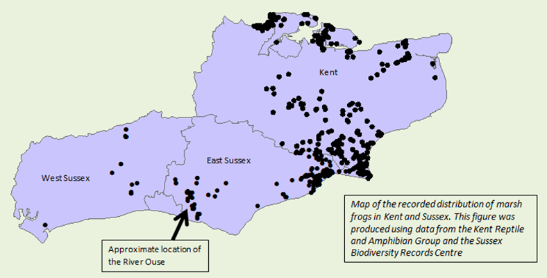 The impact of marsh frogs: Have You Seen This Frog?