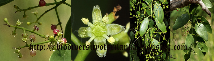 Biodiversity of Sri Lanka: December 2016