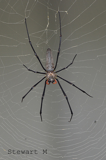 Paying Ready Attention - Photo Gallery: Macro Monday - Golden Orb ...