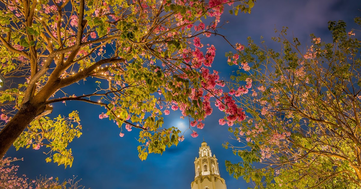 Springtime and Moonlight Over Carthay