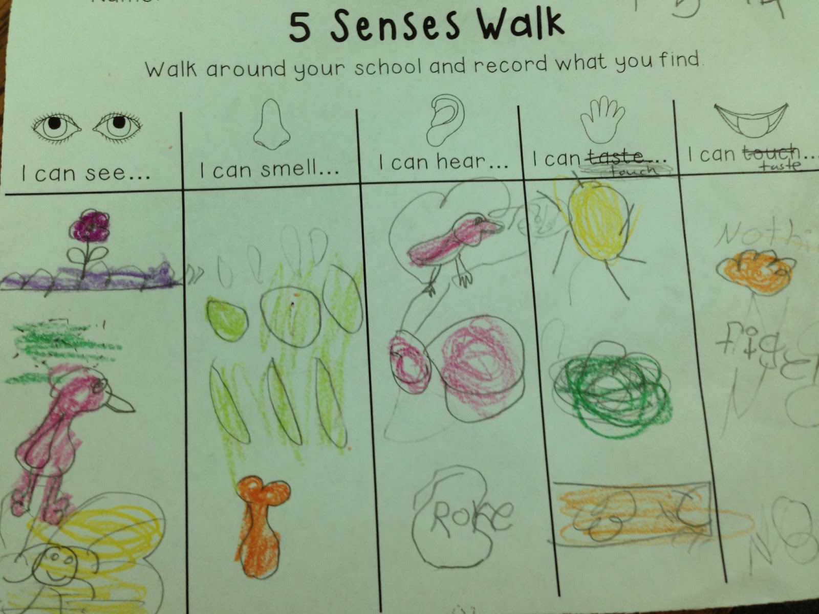 The Adventures of a K/1 Teacher: Exploring Our 5 Senses