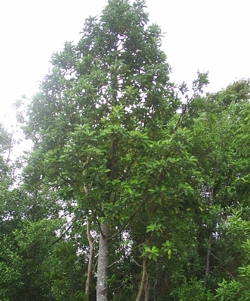 Gundhramns Hammer: INDUSTRIA PAPELERA: MAPUCHES INVADIDOS POR EMPRESAS ...