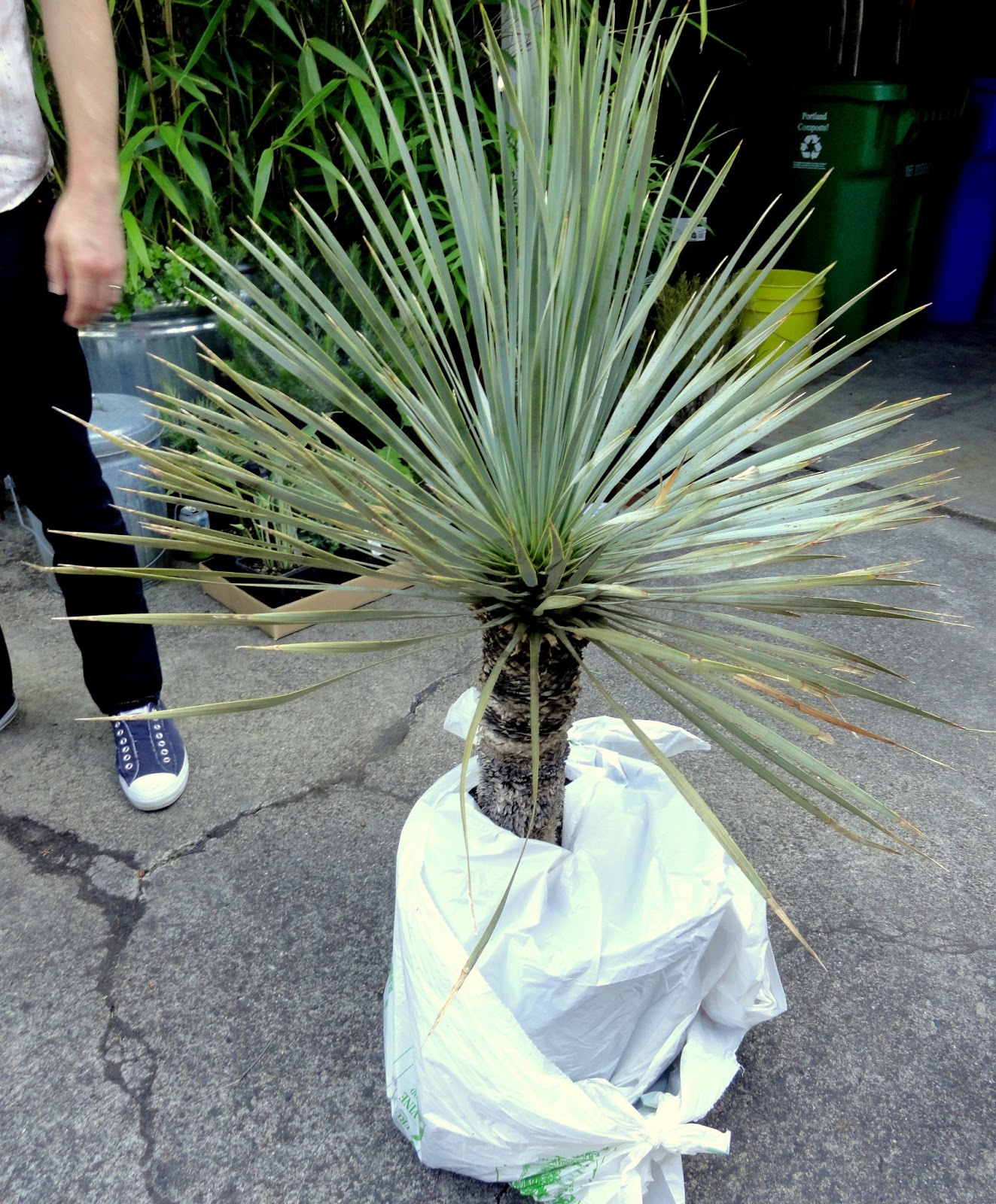 danger garden: How to ship a trunking Yucca rostrata in seven easy steps...