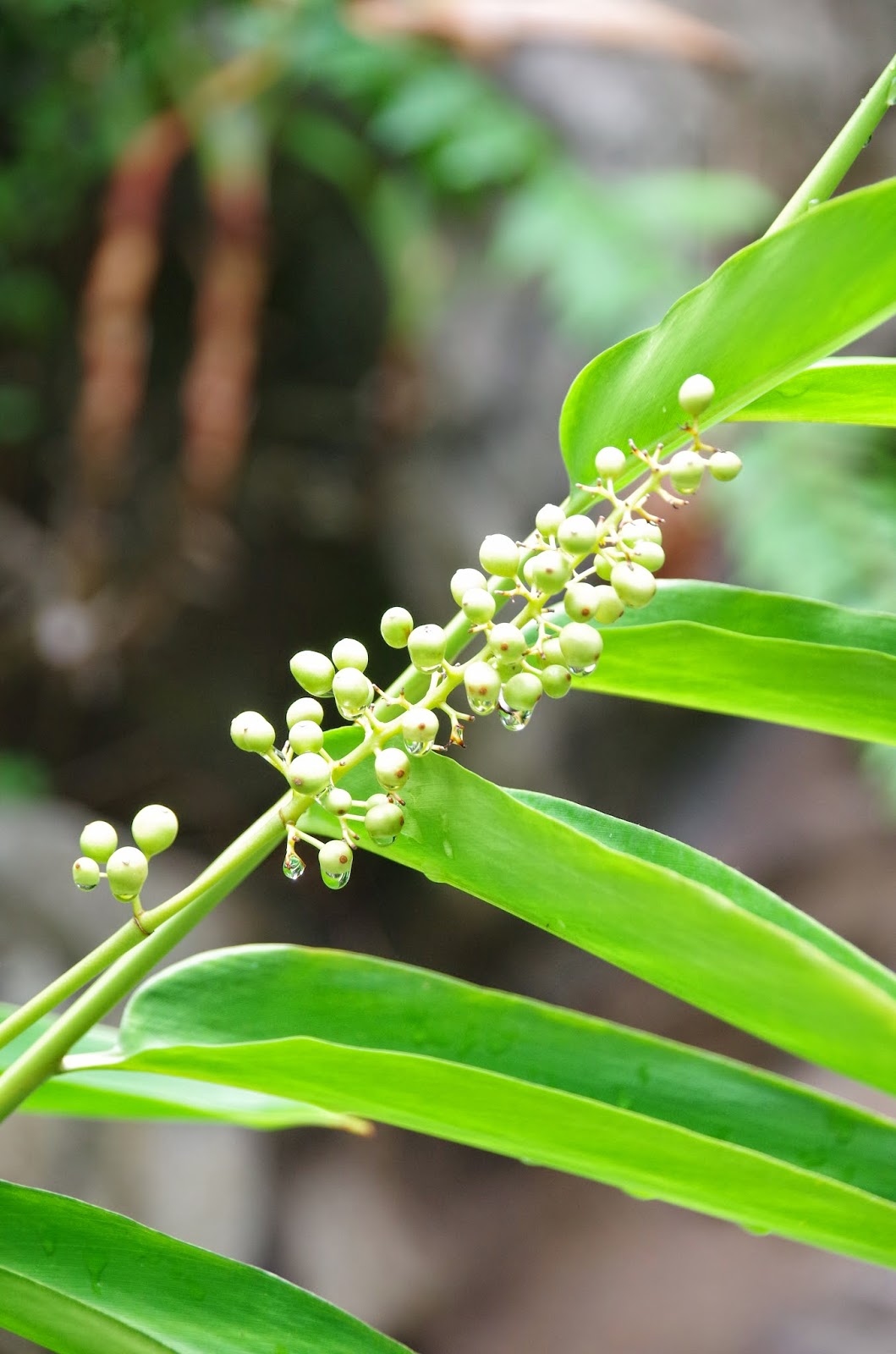 Trees and Plants: Alpinia Aquatica