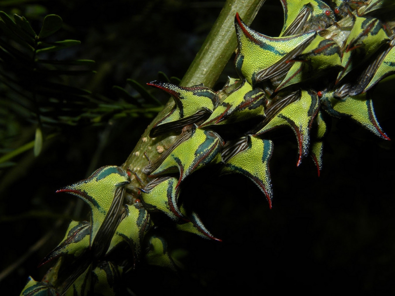 pixpeedia: The ugliest insects in the world