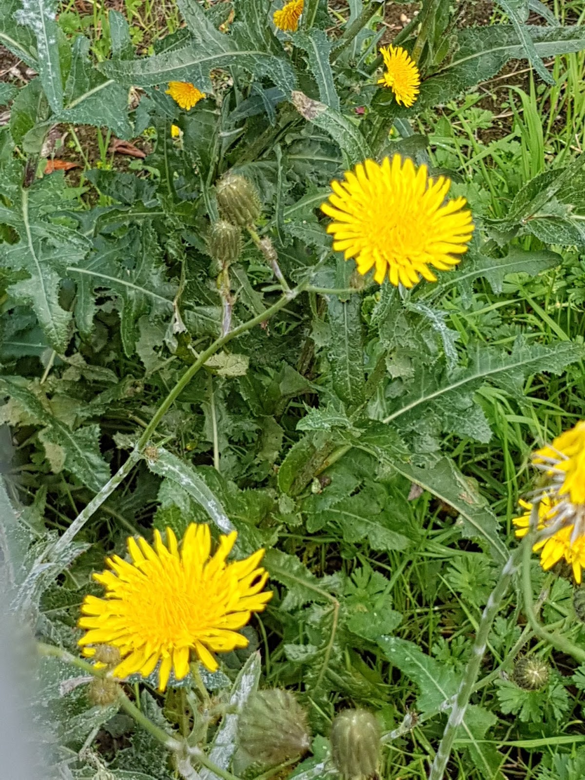 Michael Peverett: Perennial Sow-thistle ( Sonchus arvensis )