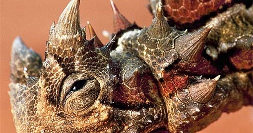 tatyanabinovskatours: Incredible animals.Thorny Devil Lizard. Australia
