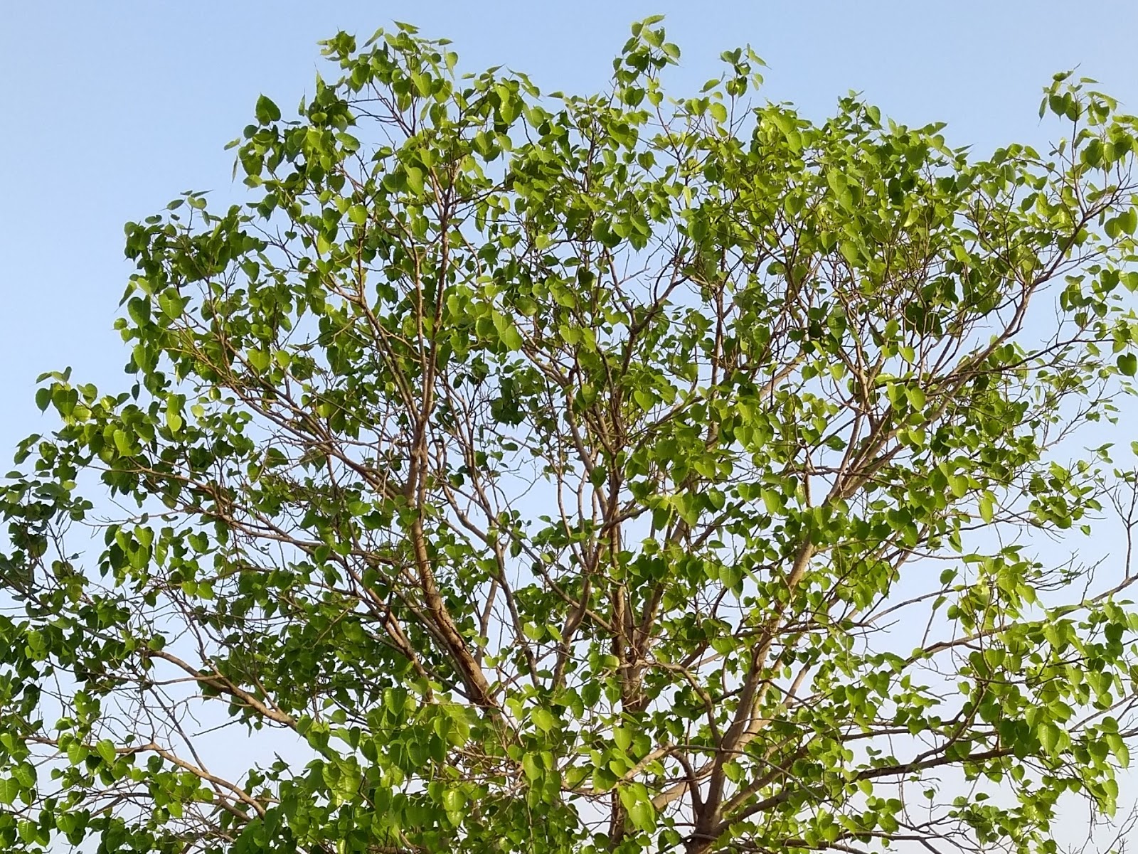 Spice of Life!: The Sentinel (ThursdayTreeLove)