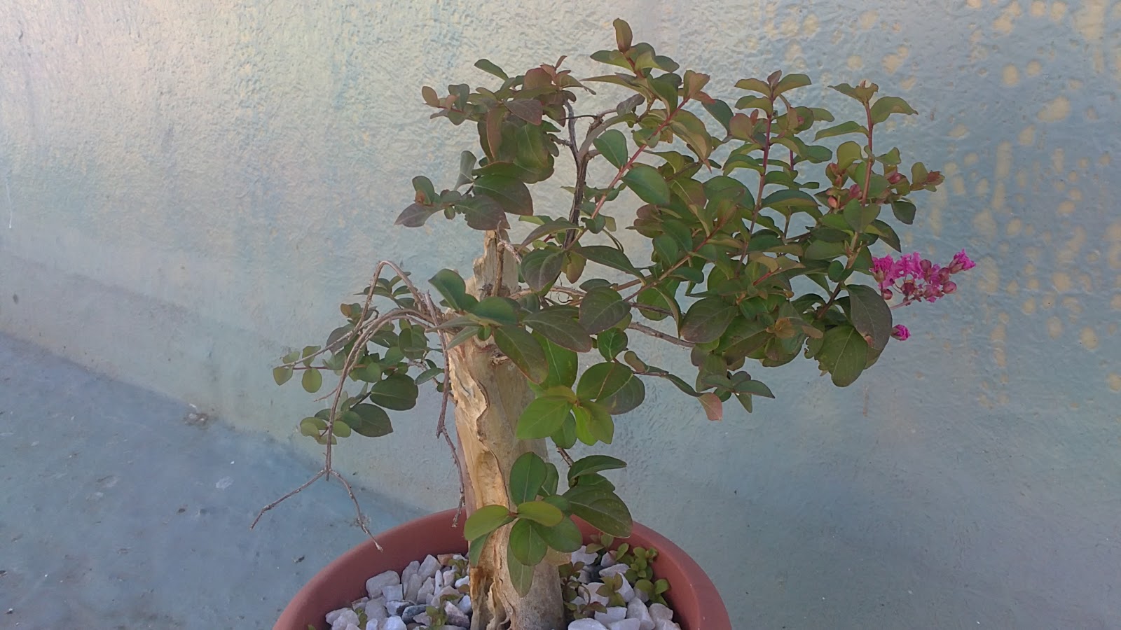 Bonsai de andar por casa...: Árbol de Júpiter - Lagerstroemia indica