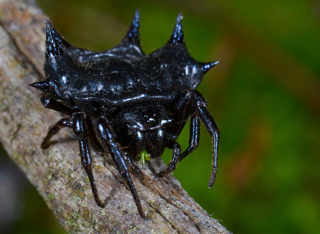 Real Monstrosities: Christmas Spider