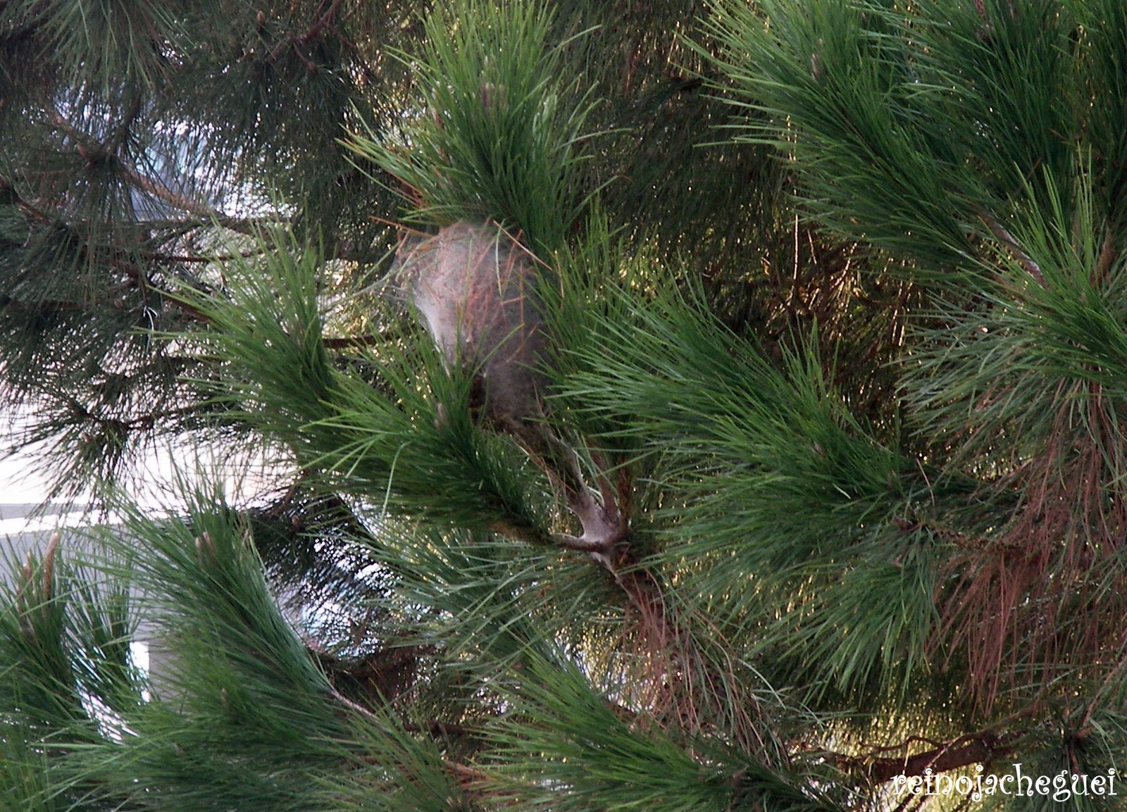 Reino Já Cheguei: Processionária, Lagarta do Pinheiro ou Thaumetopoea ...