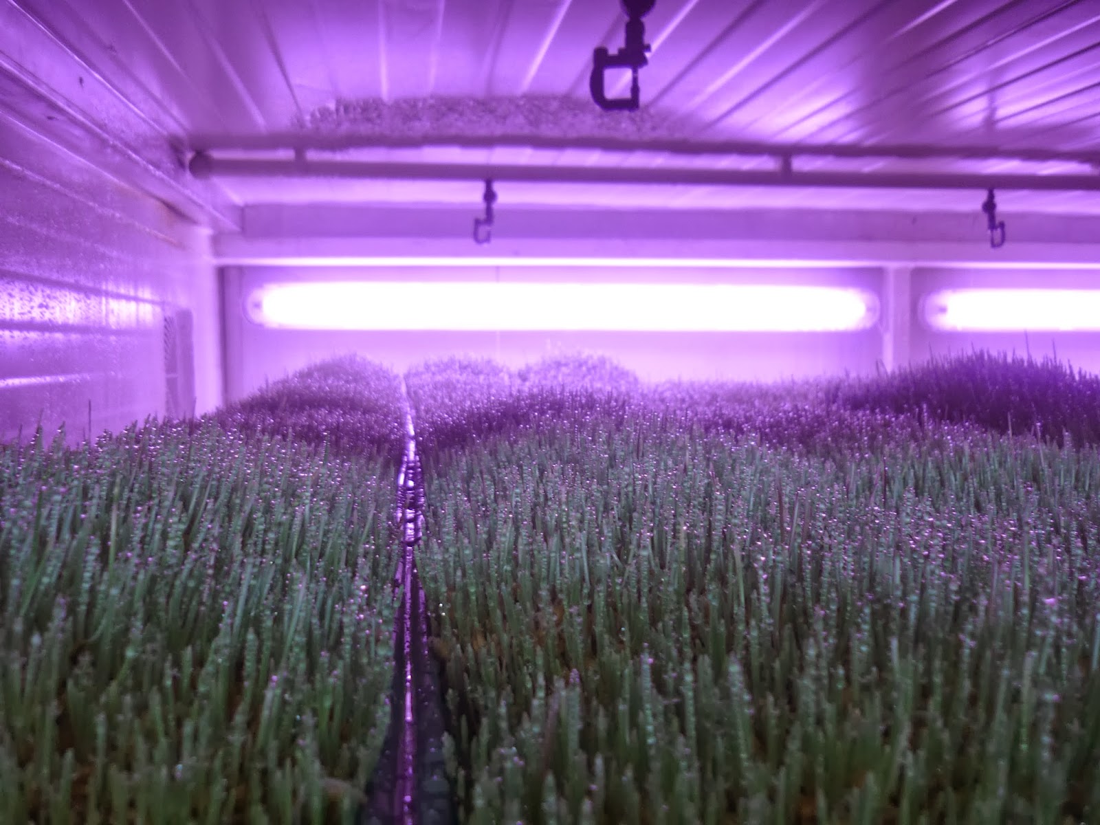 Marcheur Chevaux: Fourrage Vert