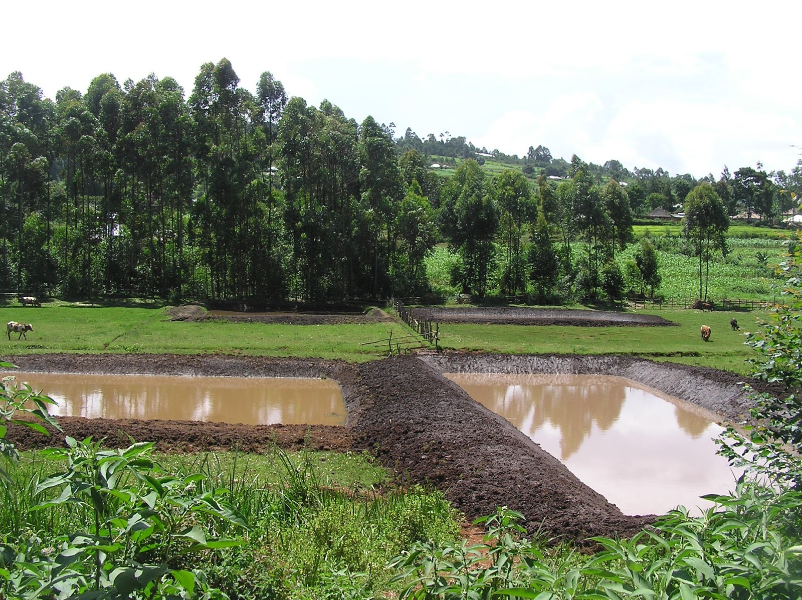 Mmanda Aqua- Farming blog: How is the aquaculture development situation ...