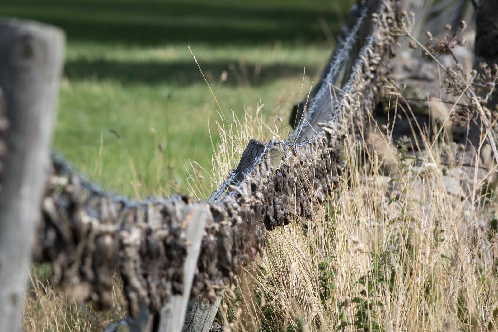 TrogTrogBlog: A mole catcher's gibbet