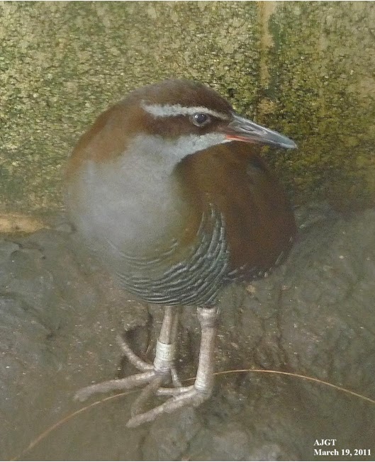 I Hinanao Mo'na: I Ke'ko': The Guam Rail