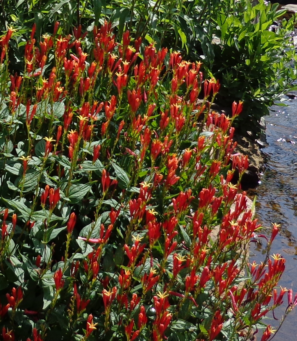 Prairiebreak: Spigeliosity. Spigeliousness. Spigelicious.