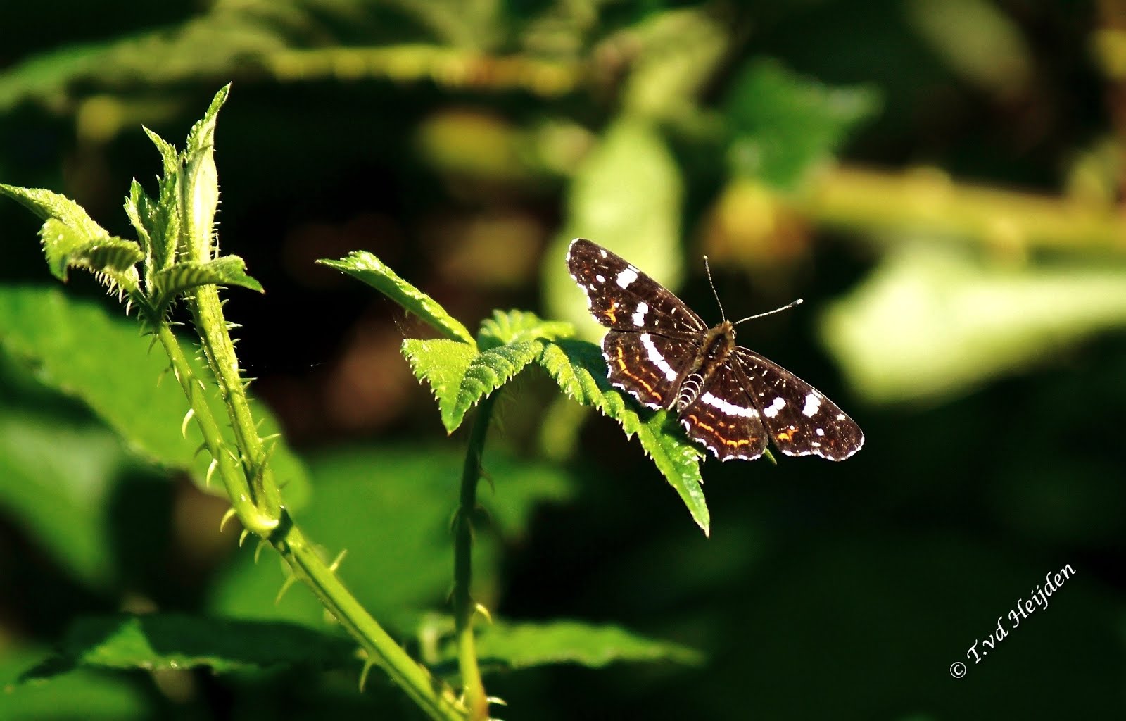 Theo’s Natuur Momenten: DE INSECTEN VAN HET KEMPEN~BROEK
