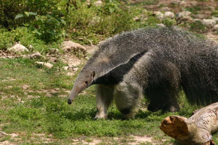 Anteater | The Life of Animals