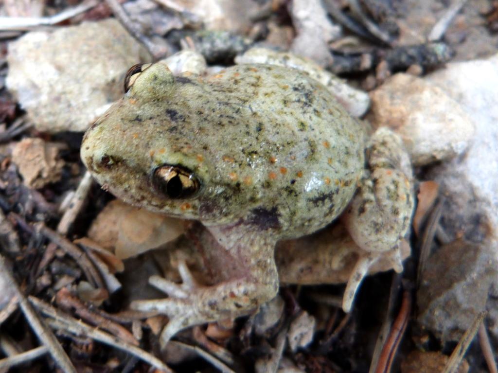 Taxonomía Chordata: Clase Amphibia