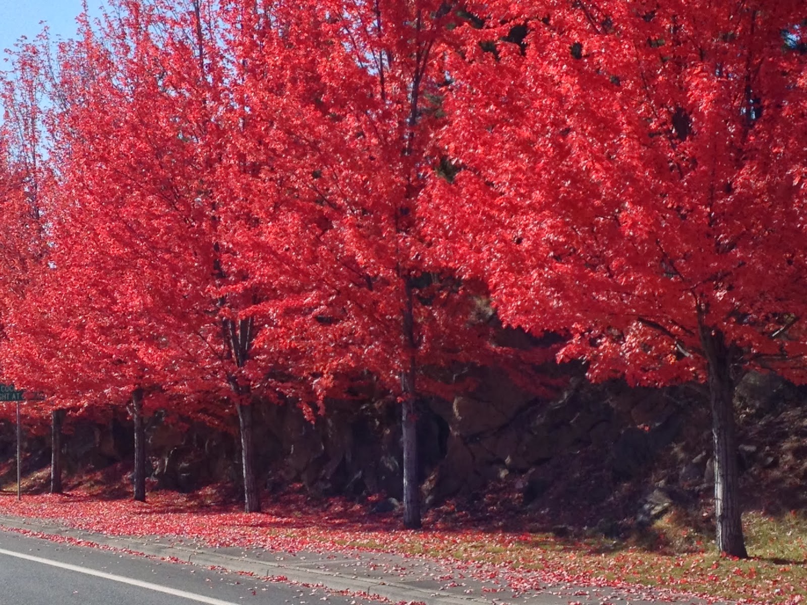 Carlseng Designs: Fall Colors in Central Oregon
