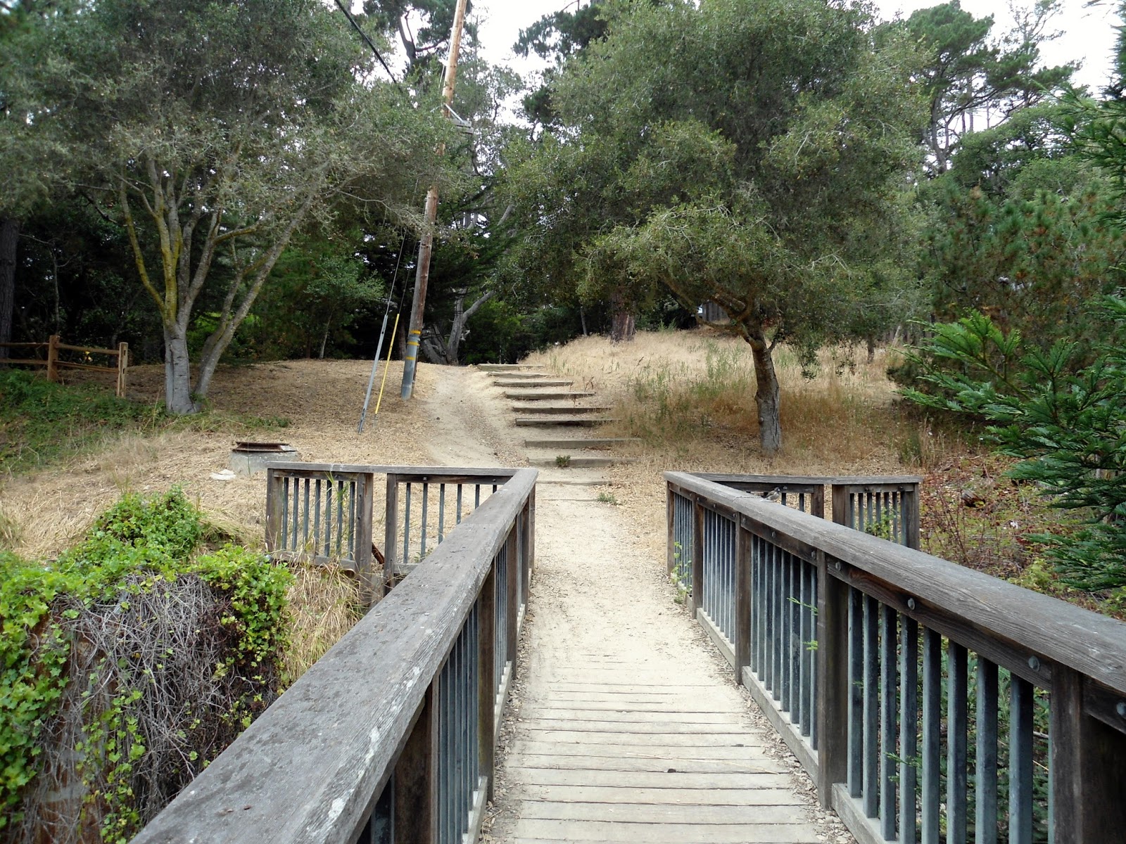 The Carmel-by-the-Sea WATCHDOG!: MISSION TRAIL NATURE PRESERVE Mountain ...