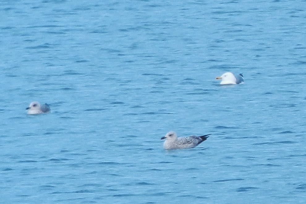 Barnsley Bird Sightings: Wintersett Gull Roost 12.01.15