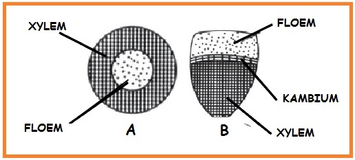 BIOLOGI GONZAGA: TRY OUT JARINGAN TUMBUHAN XI