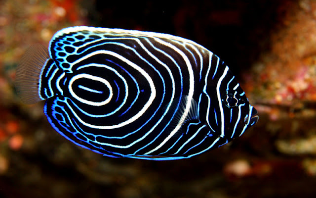 WORLD'S MOST EXOTIC BEAUTIFUL FISH!