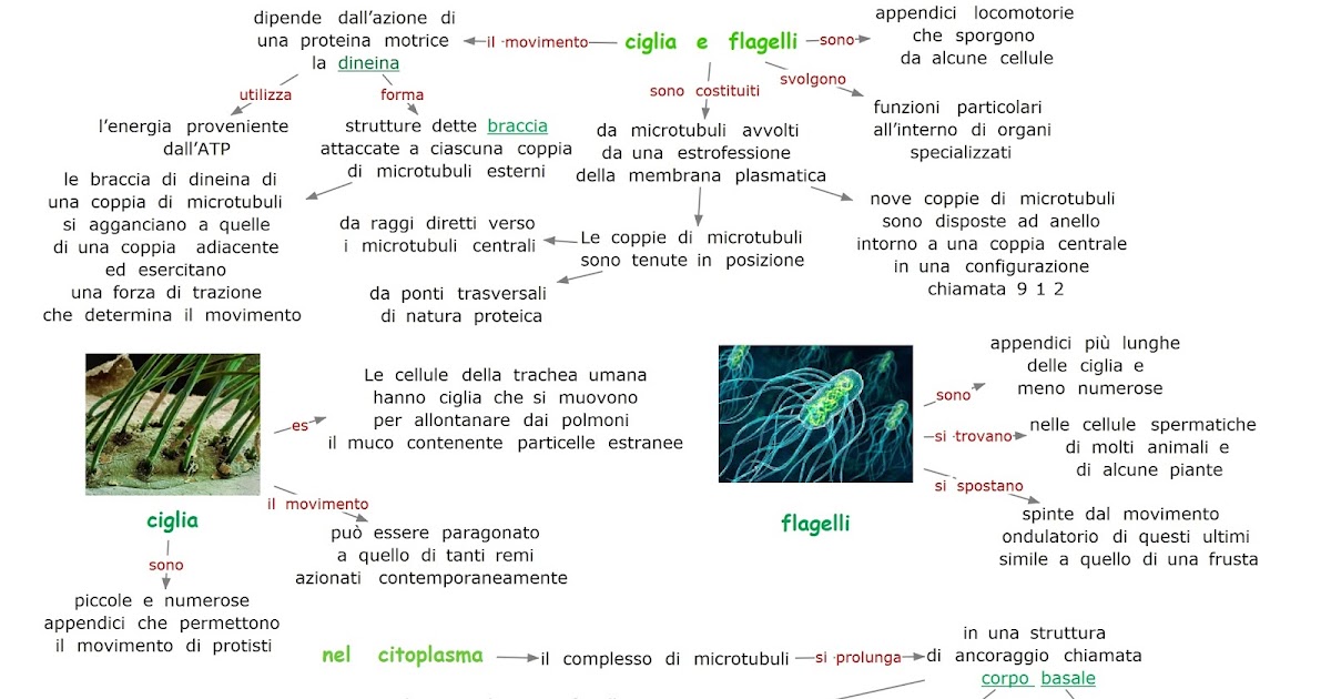 Paradiso delle mappe: Ciglia e flagelli