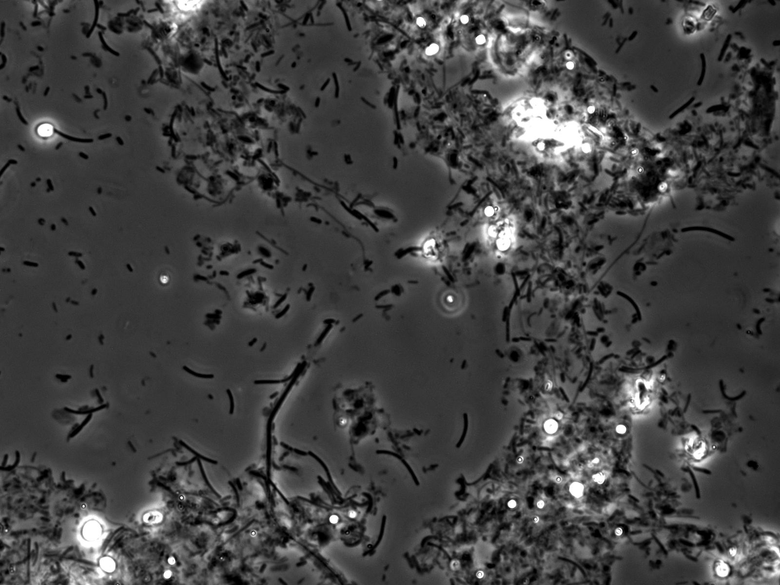 Of Bacteria and Men: Bacteria in a wastewater treatment plant