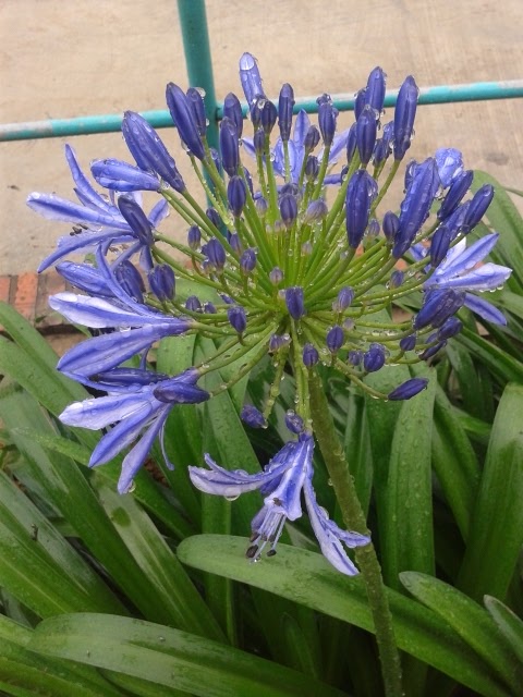 ENJOY'S OUR LIFE: BUNGA BUNGA DI KUNDASANG SABAH