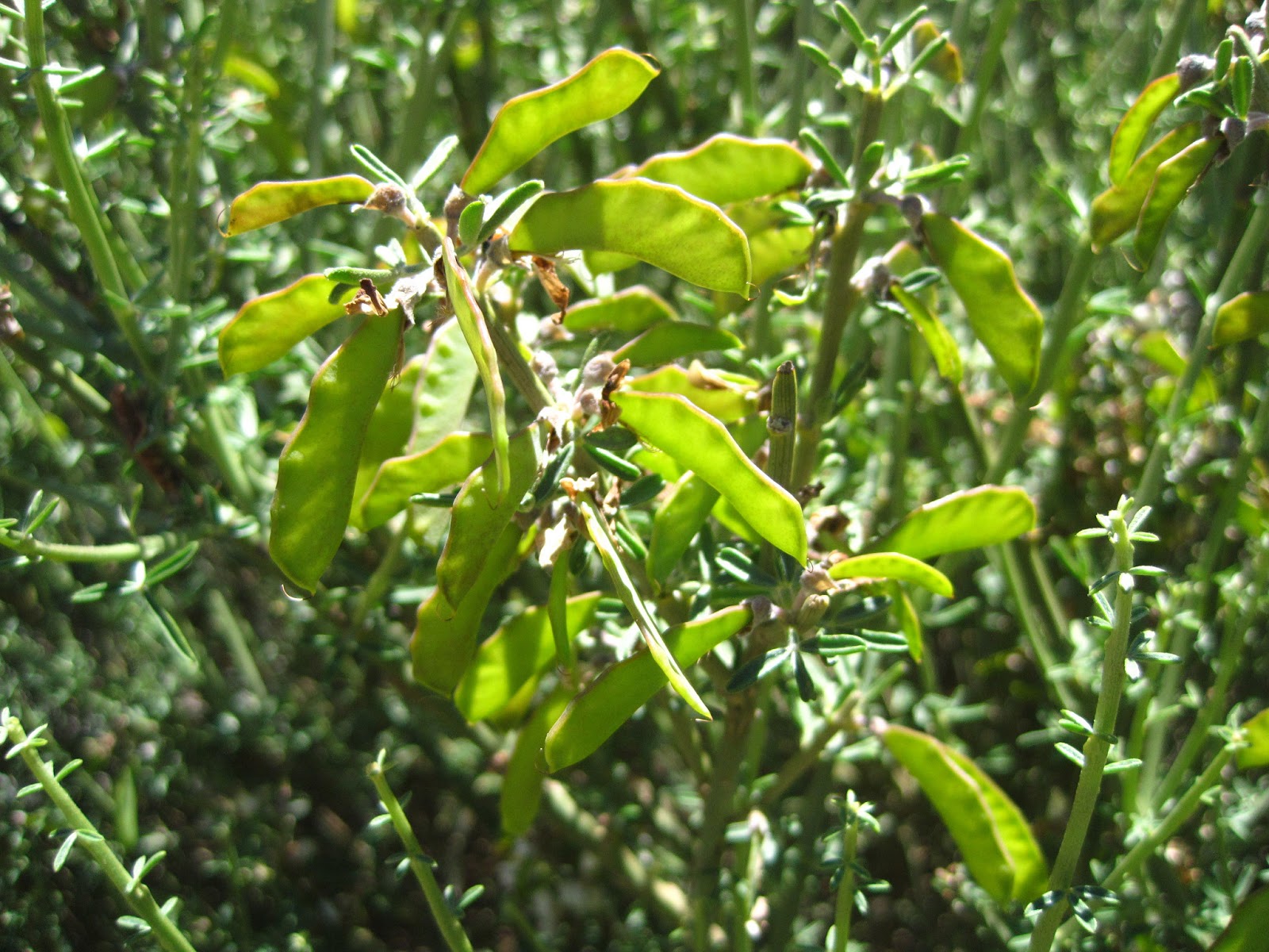 Senderismo para TI : Retama - Spartocytisus supranubius
