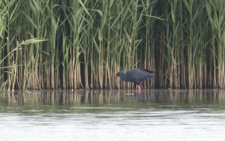 pewit: Purple Swamp donkey