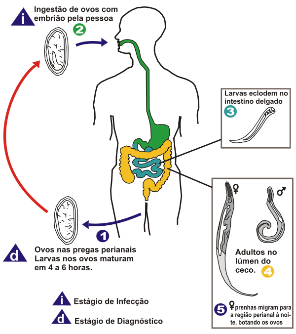 Família Nesguinha: Bichos que dão em gente pequena (1): oxiúros