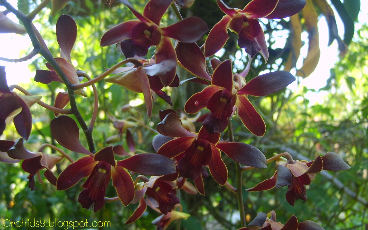Orchids Flowers Pictures Bulbophyllum Vanda Cattleya Cymbidium ...