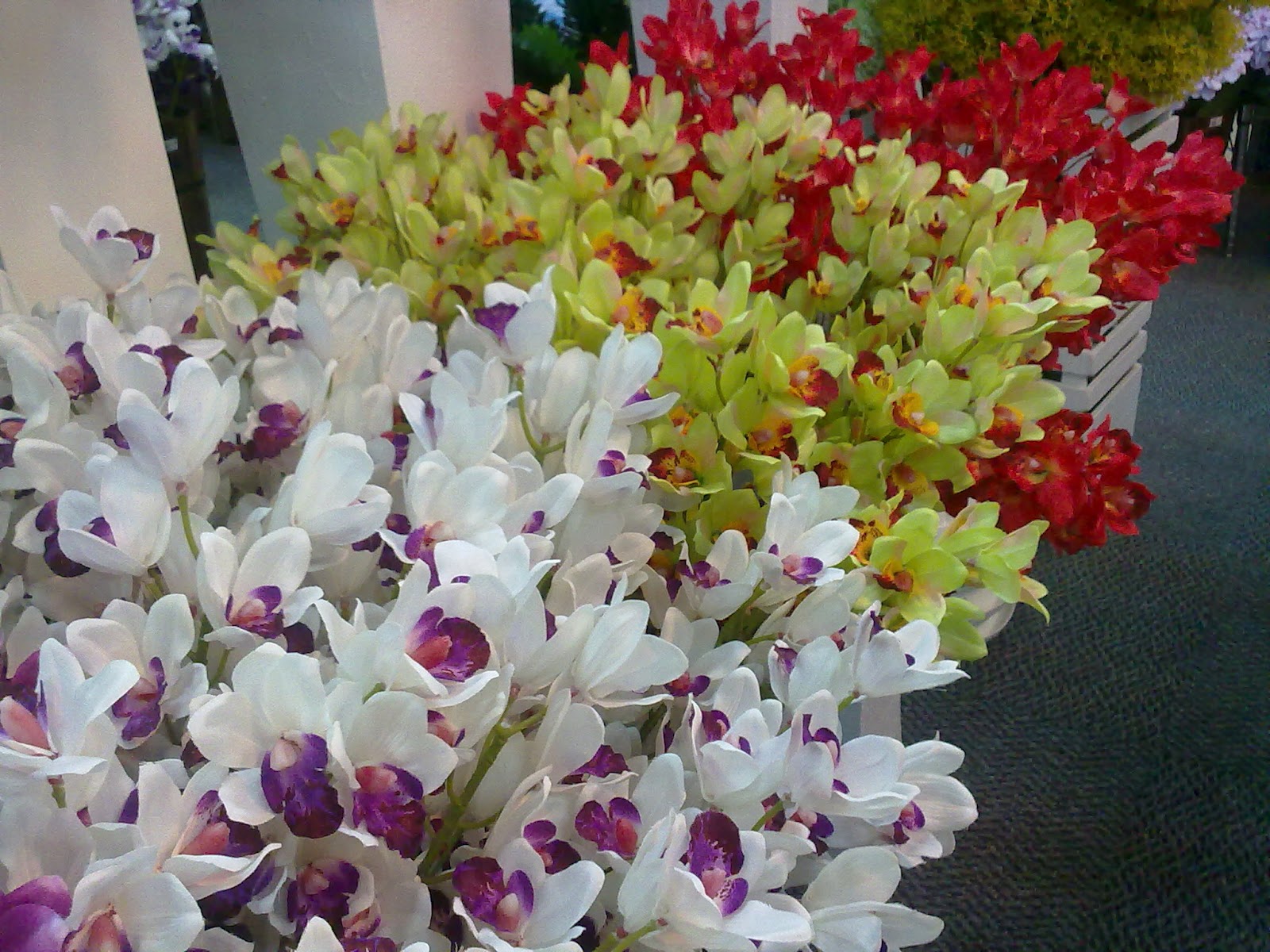 Nani Florist: HIMPUNAN BUNGA-BUNGA ORKID WARNA WARNI