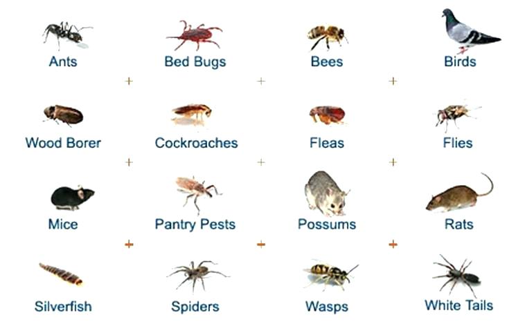 High-Quality Professional Pest Control Could Be Everything In Spring ...
