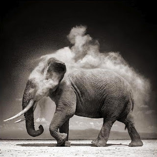 Key Traveller: Smoking elephants in Austria