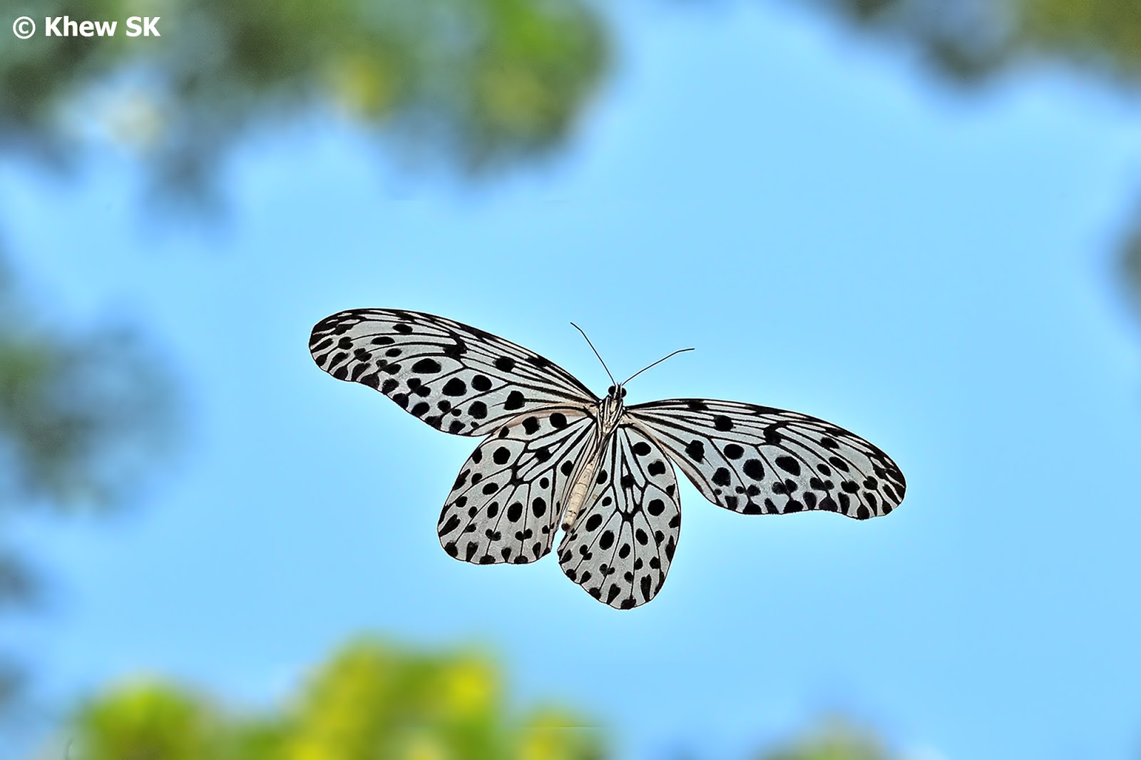 Butterflies of Singapore: Nov 24, 2019