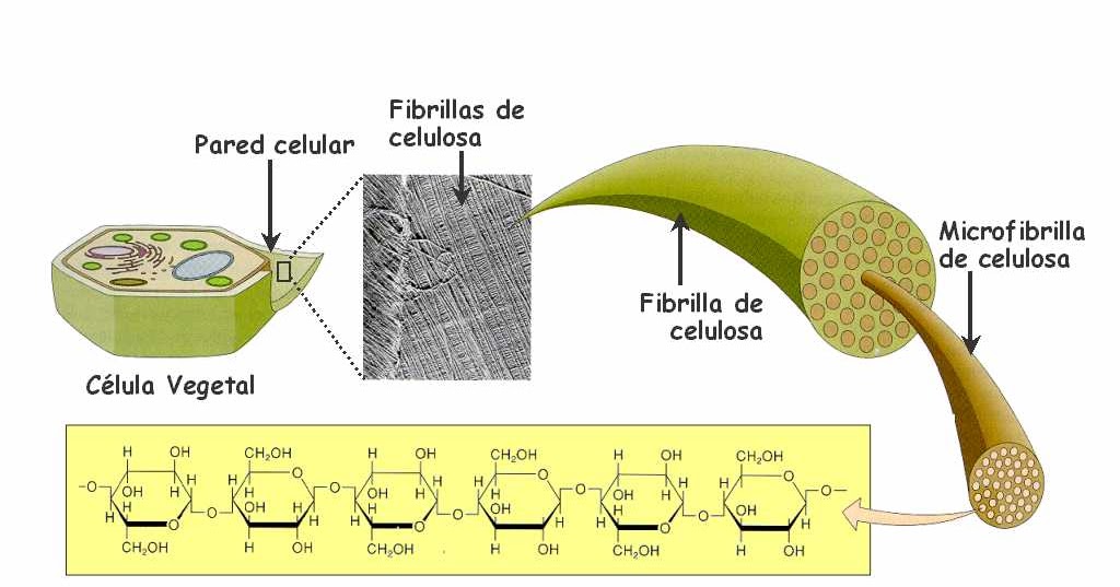 BIOLOGÍA: Celulosa