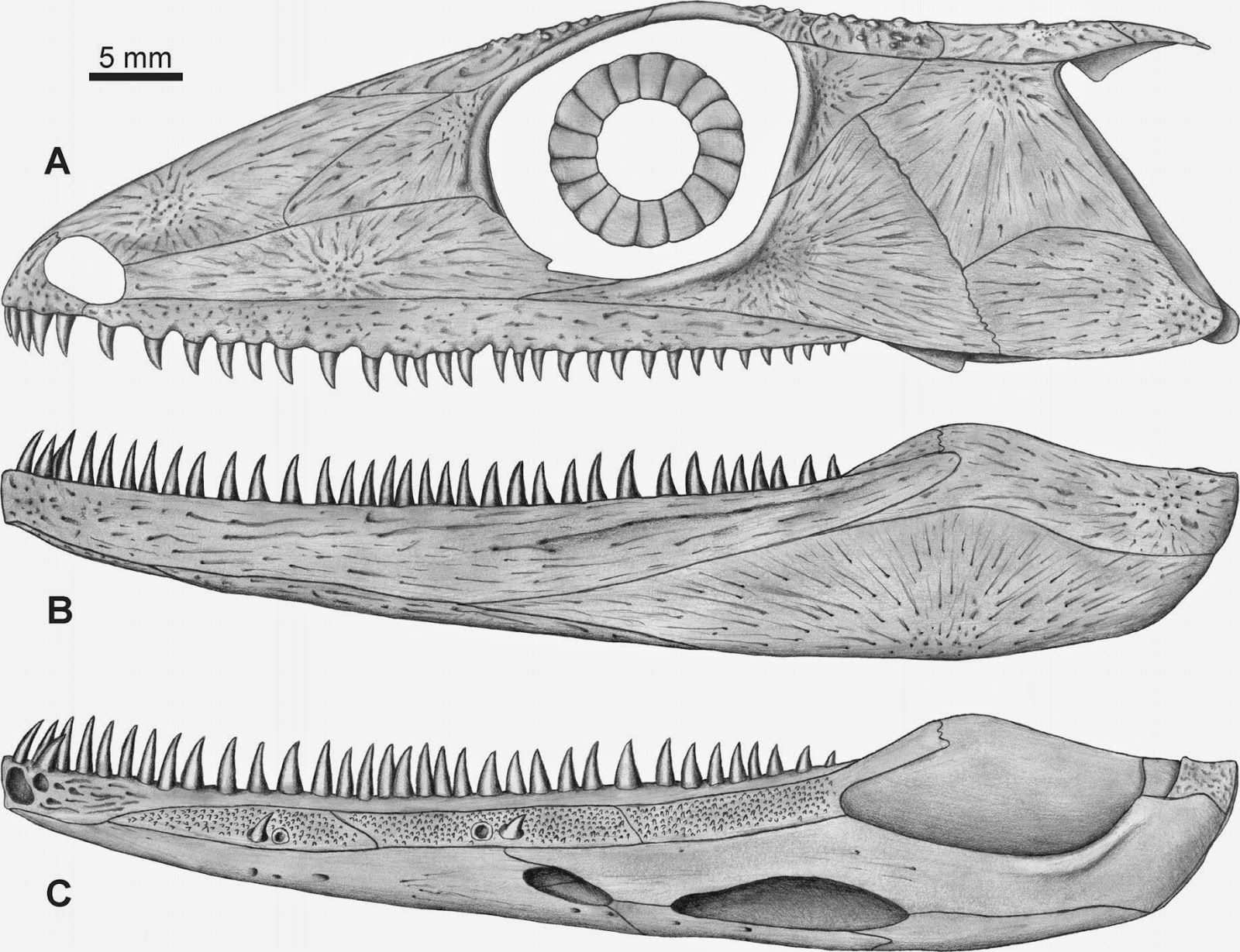 Sciency Thoughts: An early Tetrapod from the Late Carboniferous of the ...