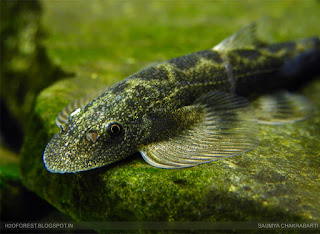 h2o forest: INDIAN LOACHES : 8 - Balitora brucei HILLSTREAM LOACH!