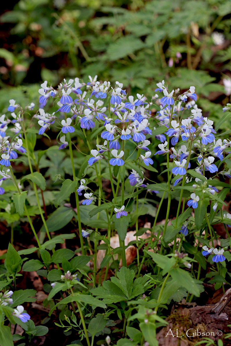The Buckeye Botanist: Plant Quiz Solved: (Albino) Blue-eyed Mary