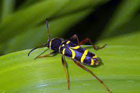 Piet Schellekens: 322. Houtkevers en hun werk