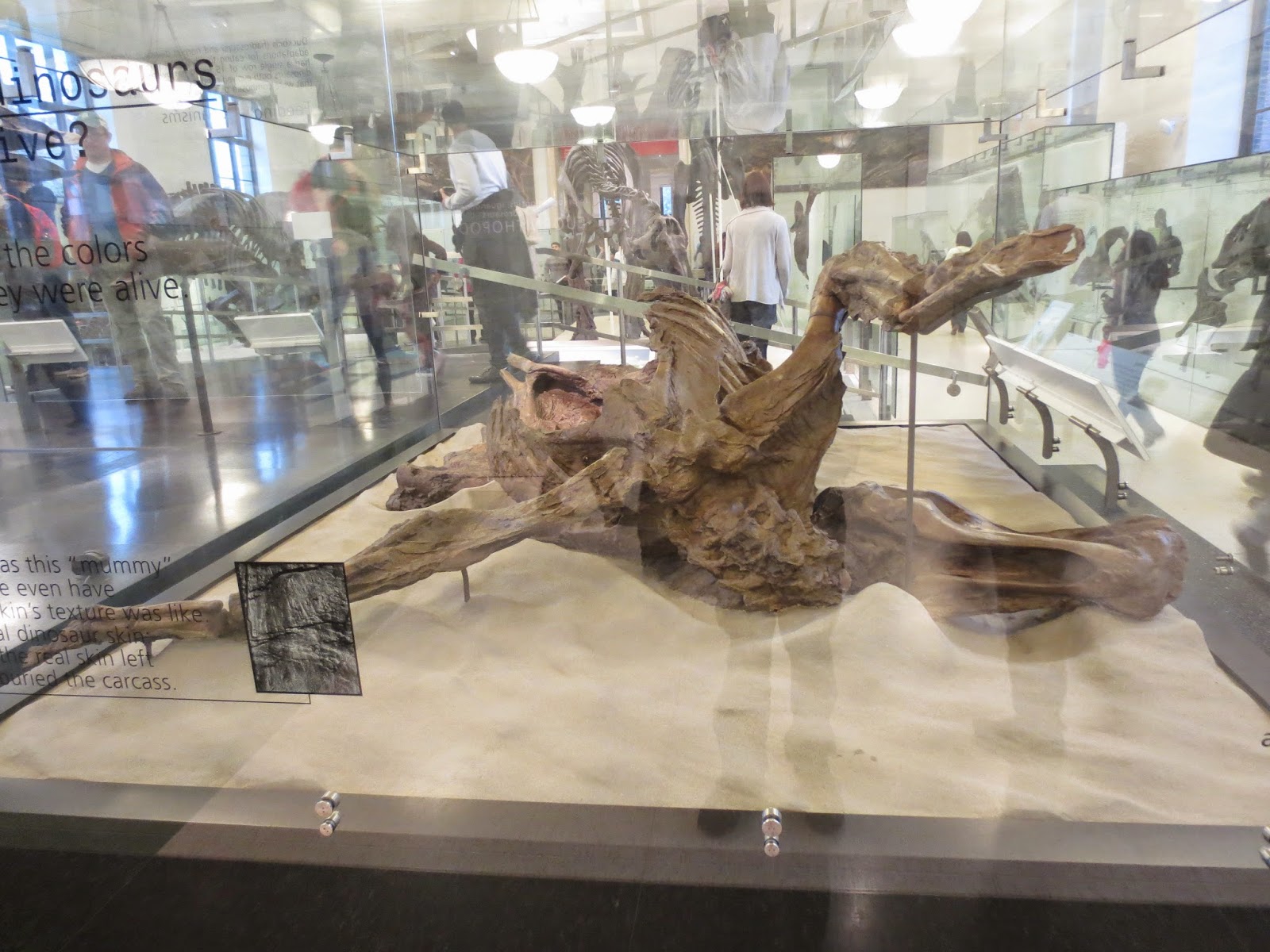 Equatorial Minnesota: Reports of gut contents in herbivorous dinosaurs