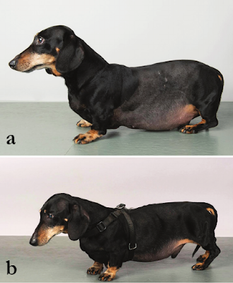 Understanding Cushing's Disease in Dogs | Australian Dog Lover